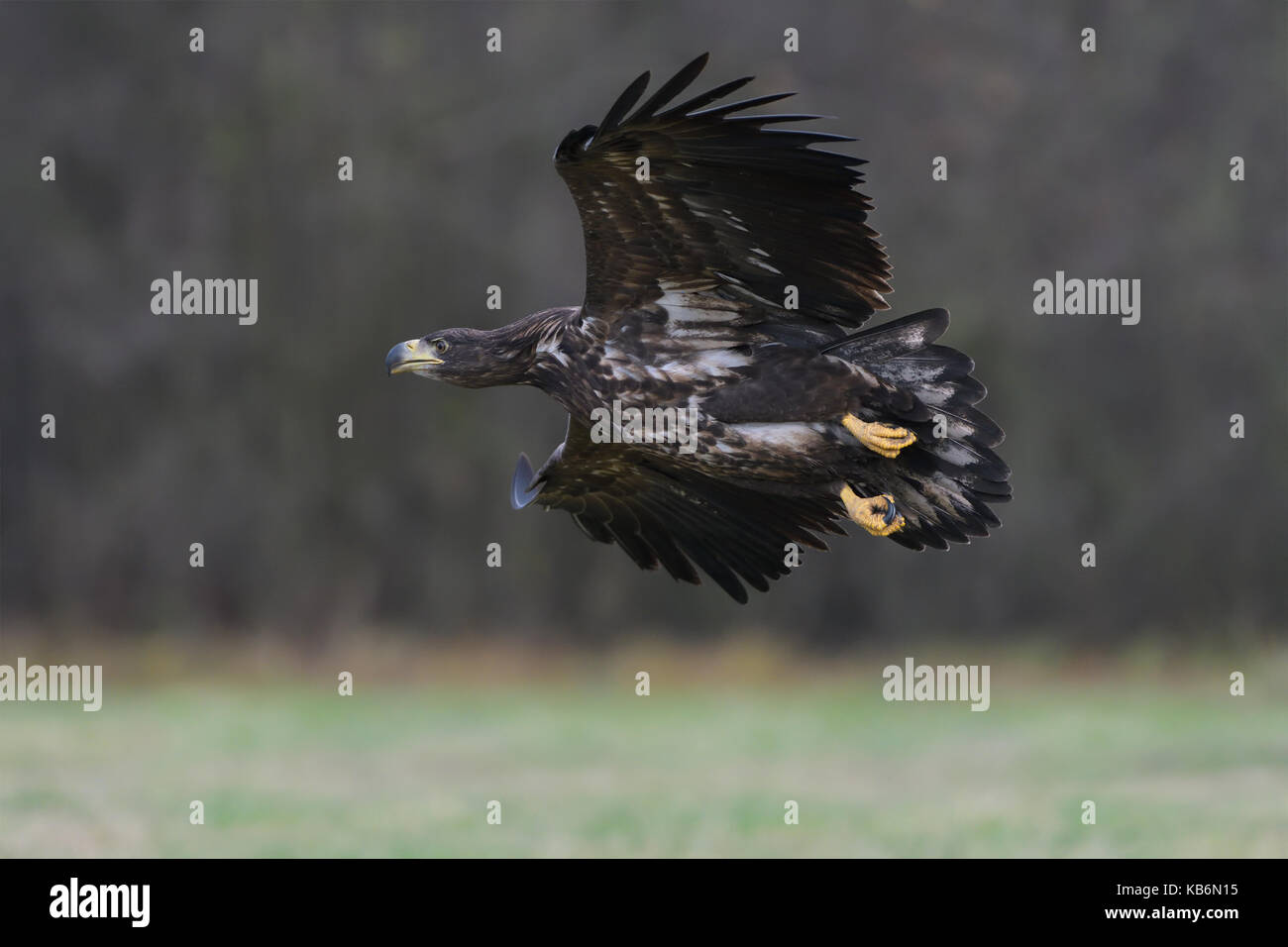 White-tailed Sea Eagle in flight above an open field in the forrest ...