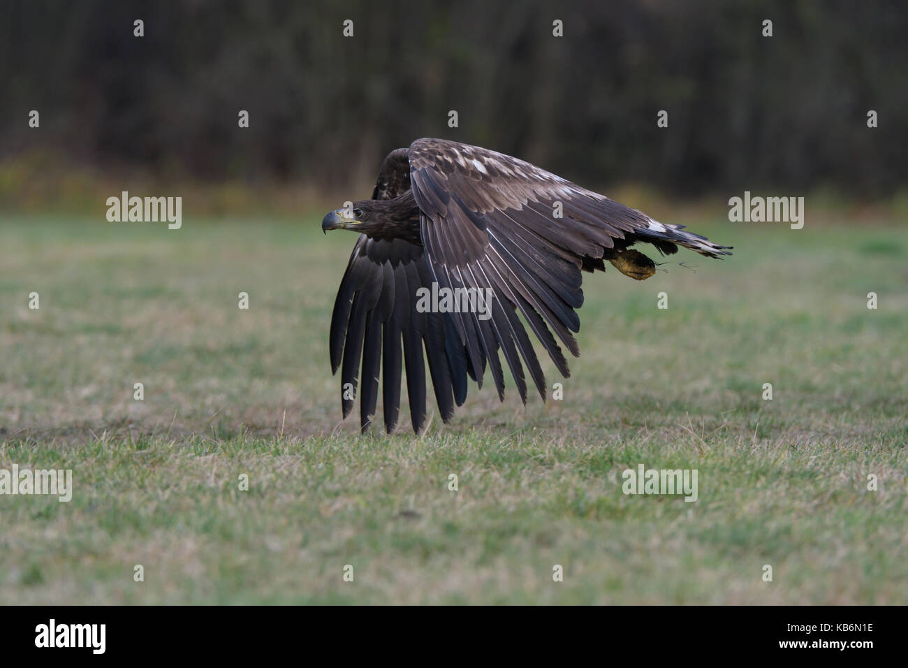 White-tailed Sea Eagle in flight above an open field in the forrest ...