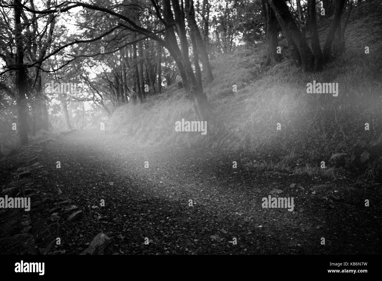 Way between trees in woods Stock Photo - Alamy