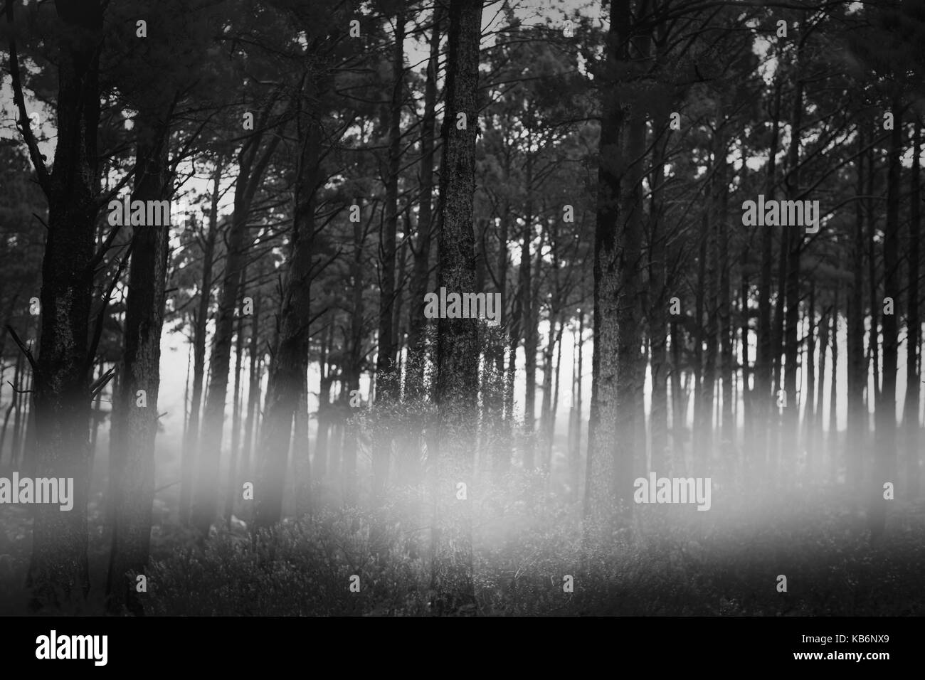 Tree line in shadow Black and White Stock Photos & Images - Alamy
