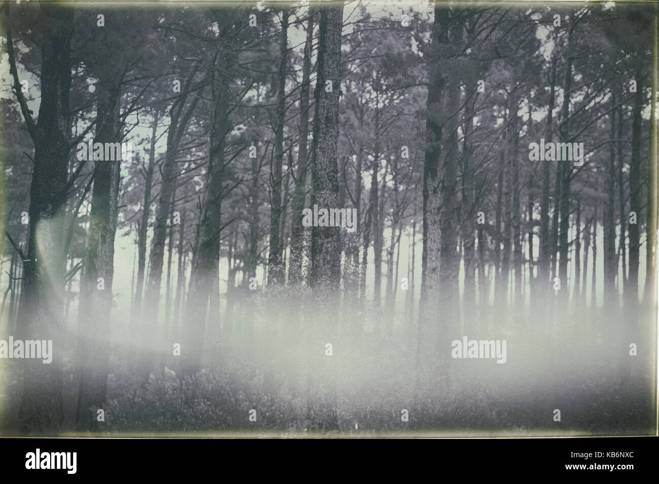 trees in smoke Stock Photo - Alamy