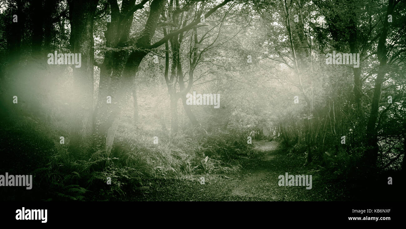 Way between trees in woods Stock Photo - Alamy
