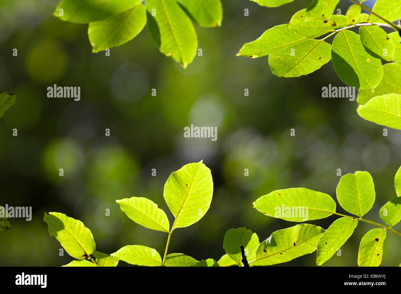 Ramification hi-res stock photography and images - Alamy