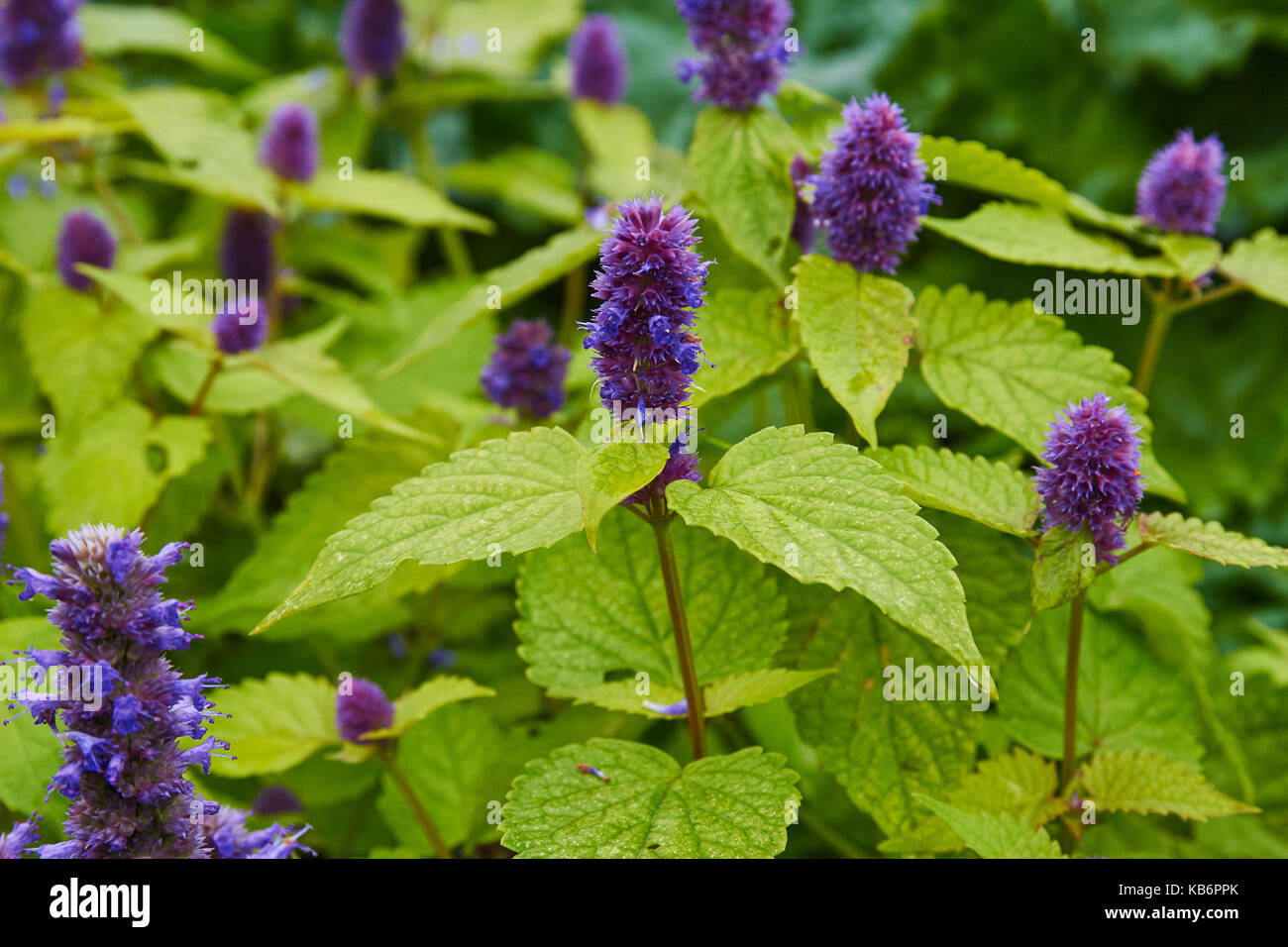 mountain flower mint Stock Photo - Alamy