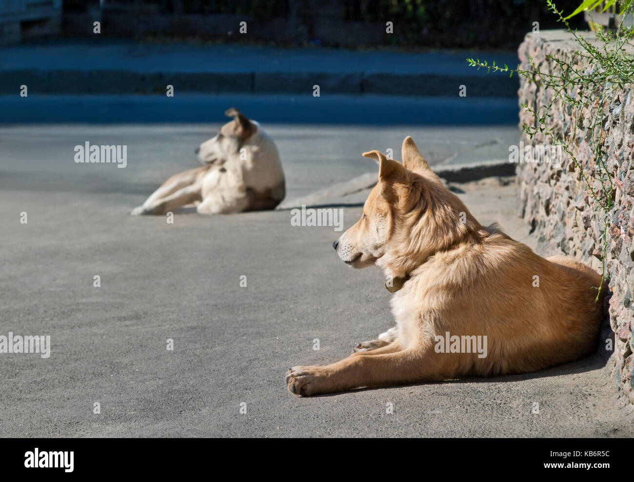 Two homeless dogs in street Stock Photo - Alamy
