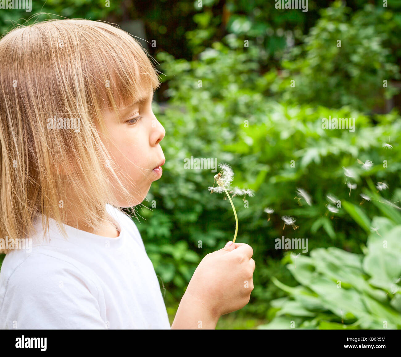 Little girl blowing dandelion flower in a summer garden Stock Photo - Alamy