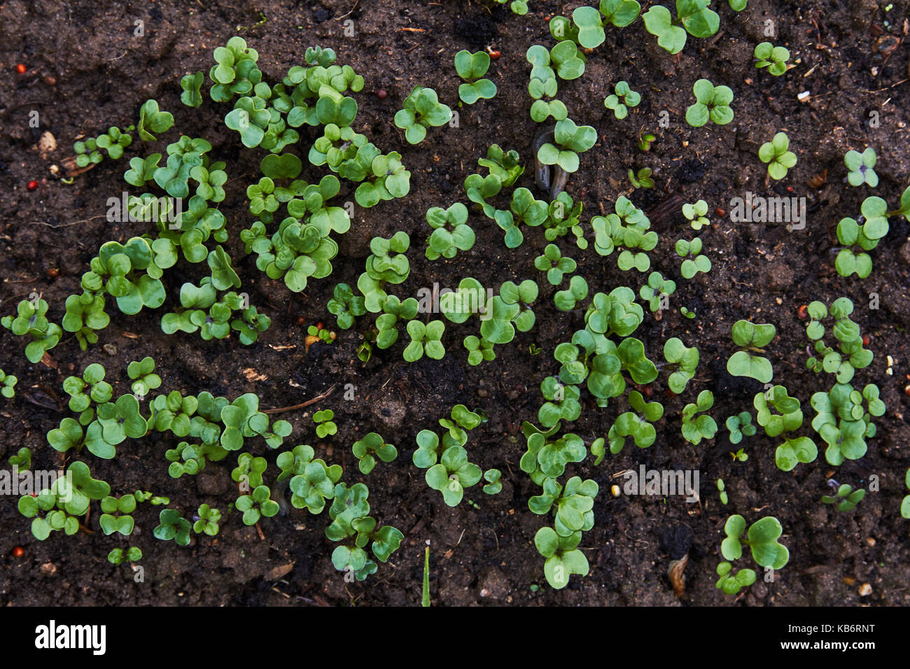 Radish Weed High Resolution Stock Photography and Images - Alamy