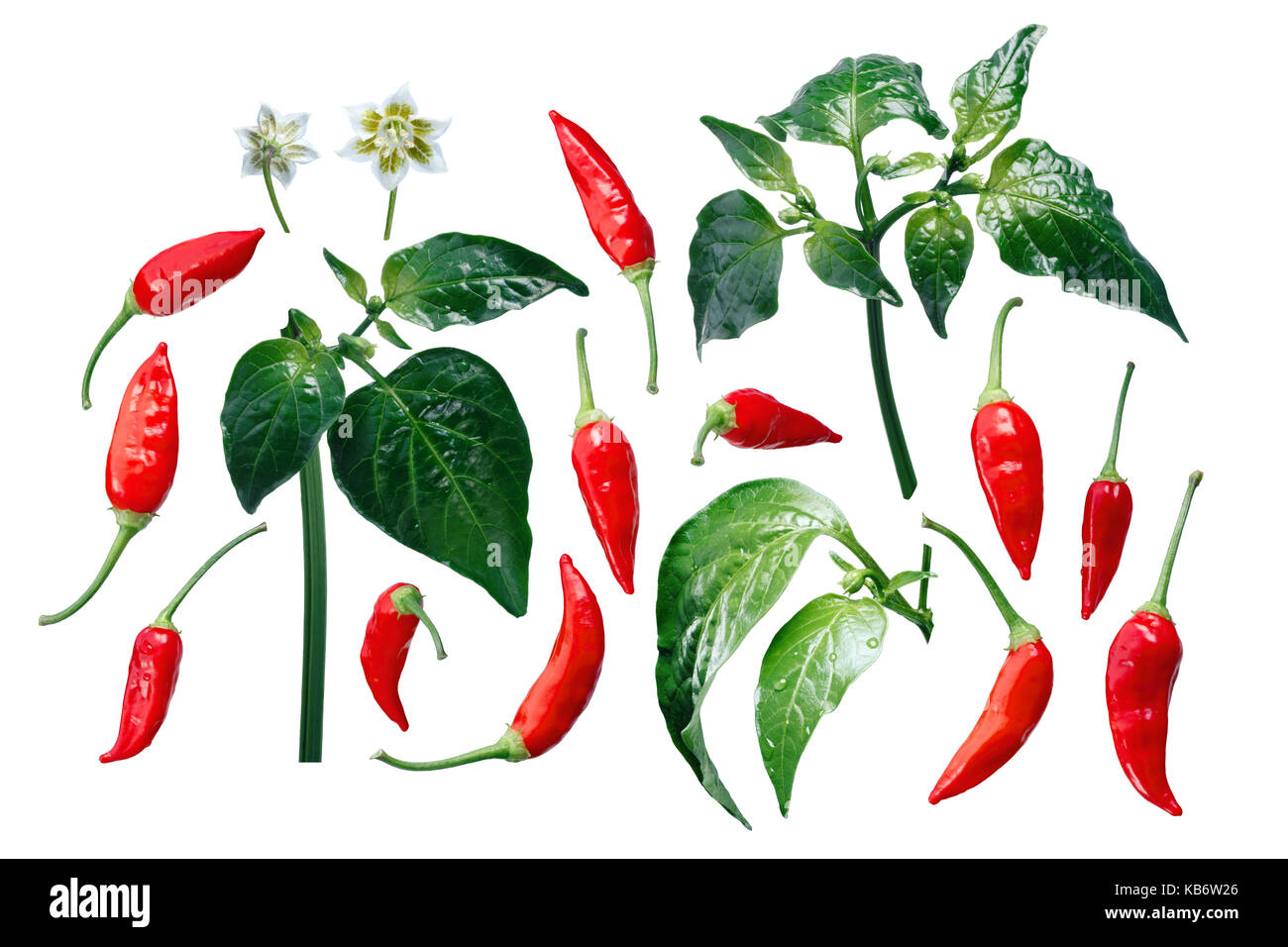 Aji Brazilian Bonanza pepper (C. baccatum), exploded view (elements ...