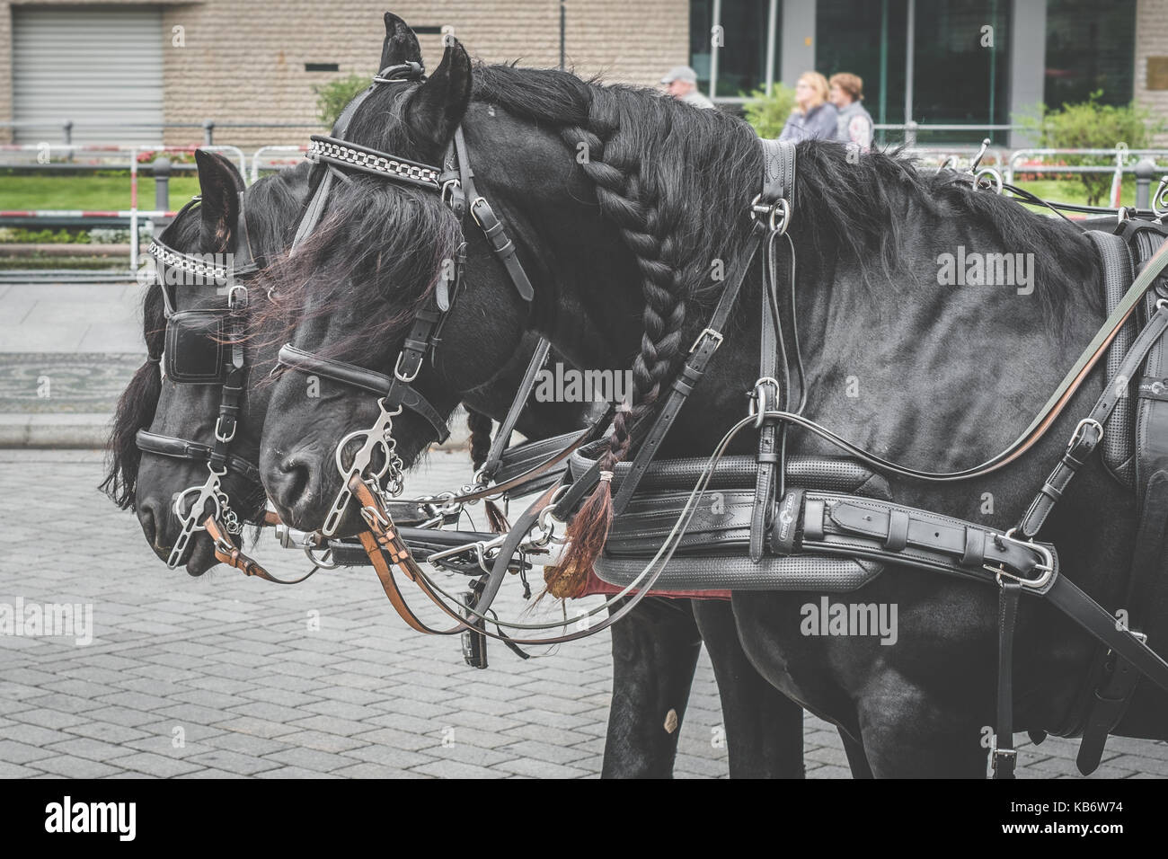 Black horse stallion pulling carriage hi-res stock photography and ...