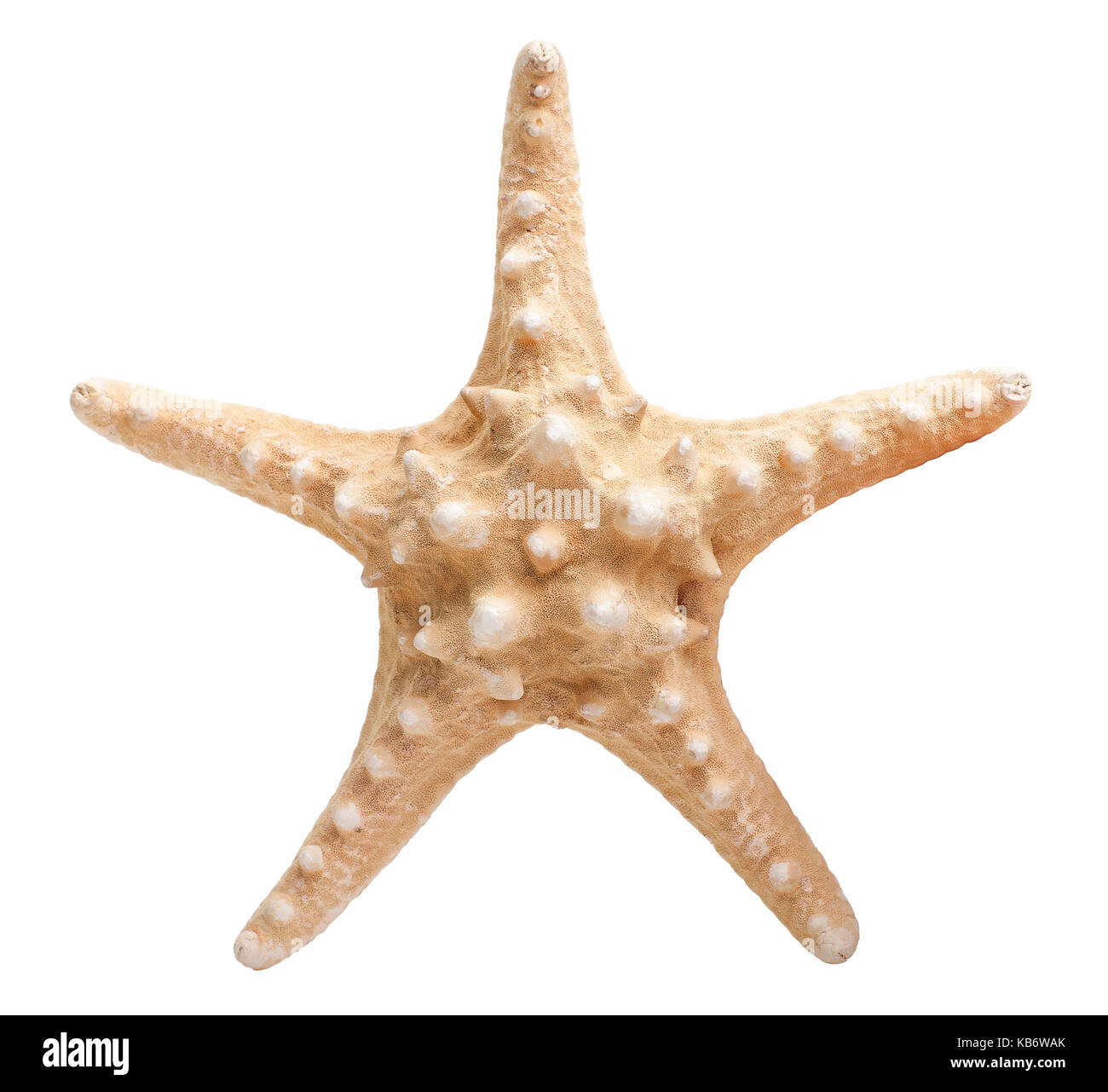 Starfish isolated on white background Stock Photo - Alamy