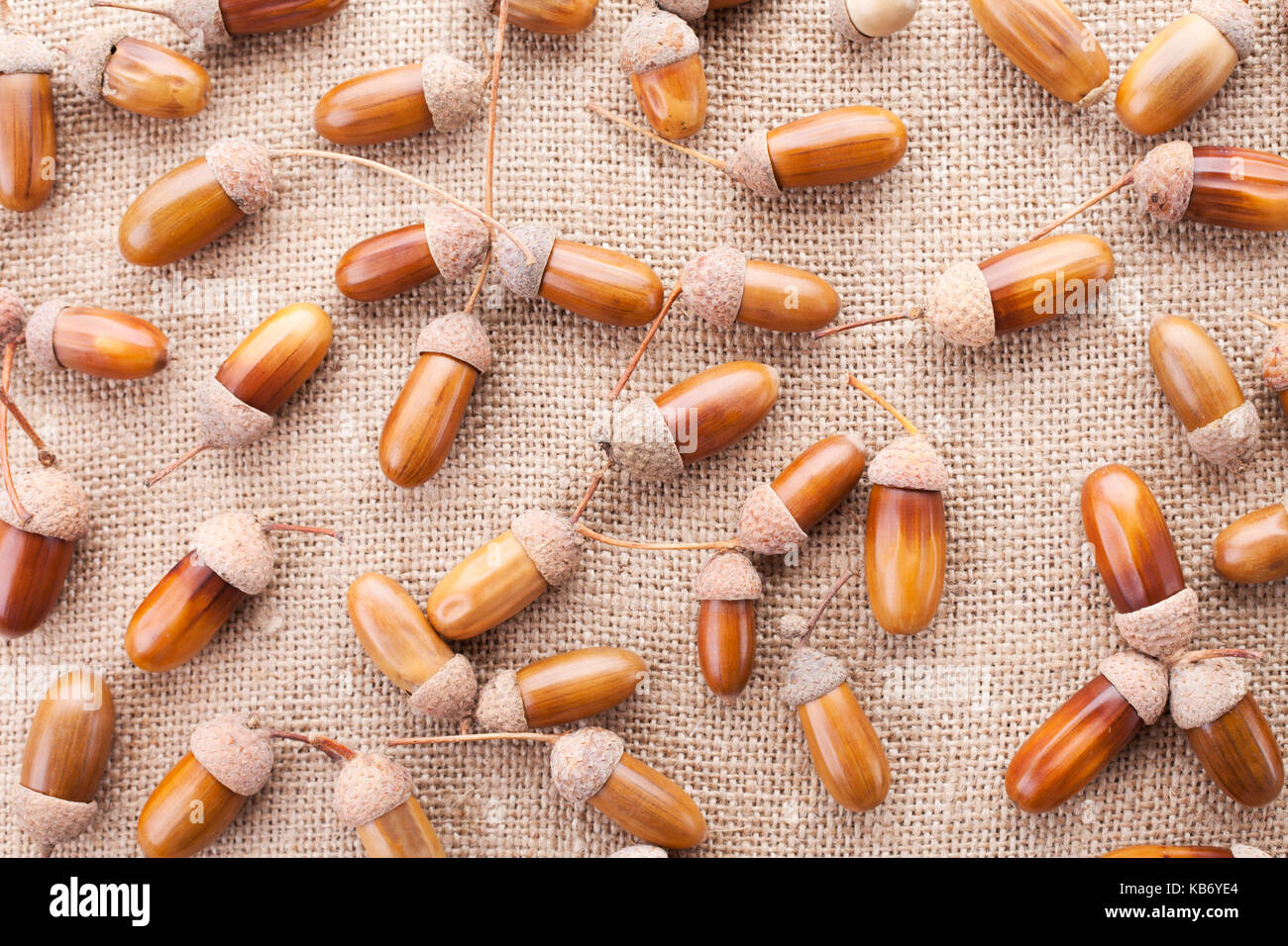 Acorns on fabric texture background Stock Photo - Alamy