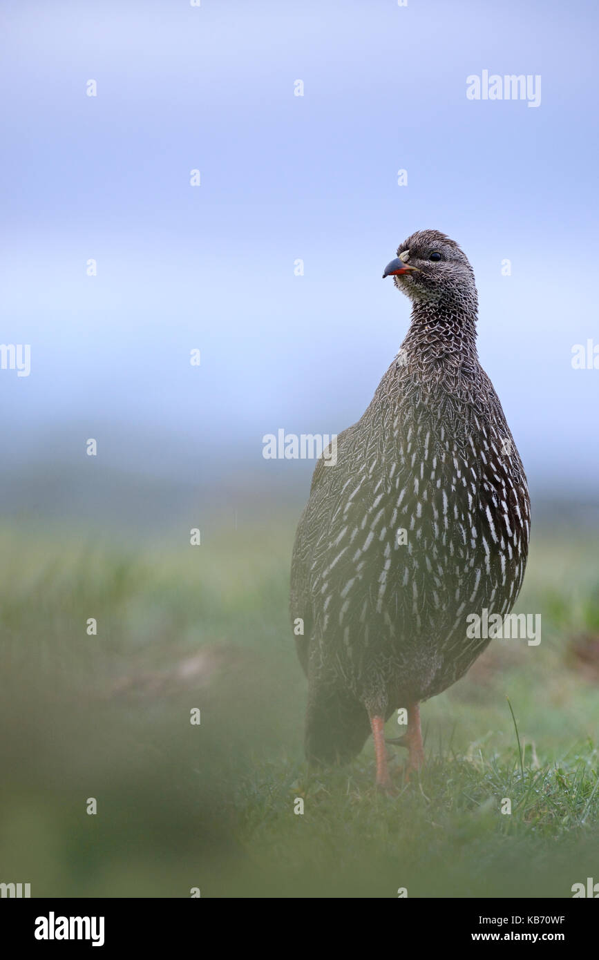 South africa cape spurfowl francolin hi-res stock photography and ...