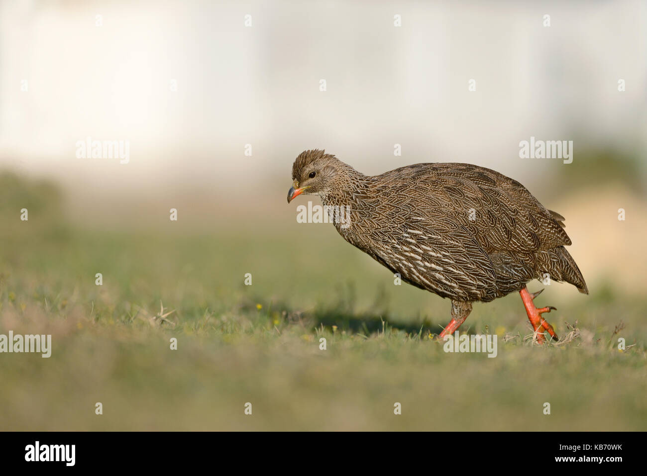 South africa cape spurfowl francolin hi-res stock photography and ...