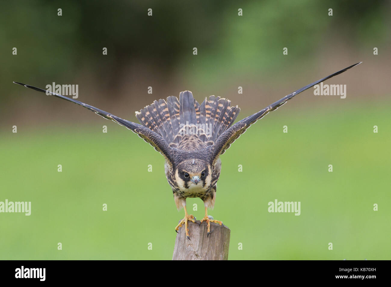 Juvenile eurasian hobby falco subbuteo hi-res stock photography and ...