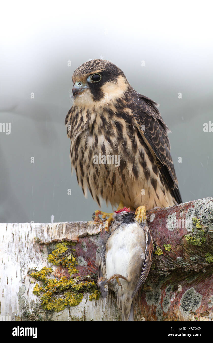 Juvenile eurasian hobby falco subbuteo hi-res stock photography and ...