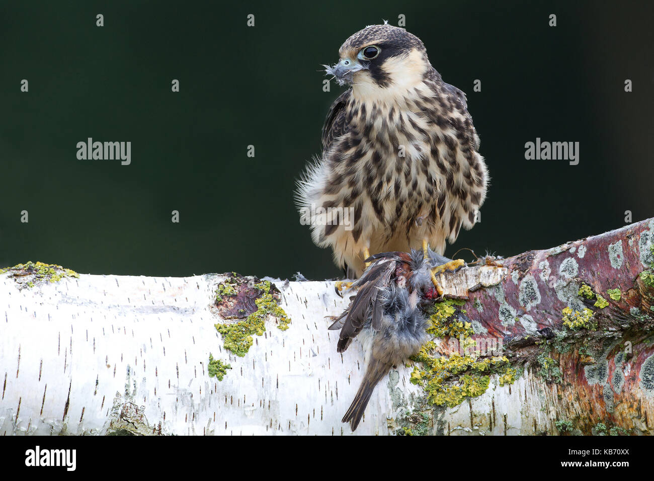 Juvenile eurasian hobby falco subbuteo hi-res stock photography and ...