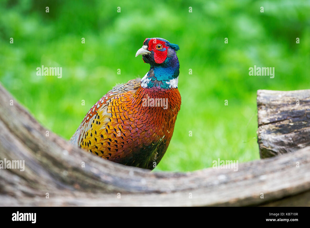 Adult male Common Pheasant (phasianus colchicus) looking over a fallen ...