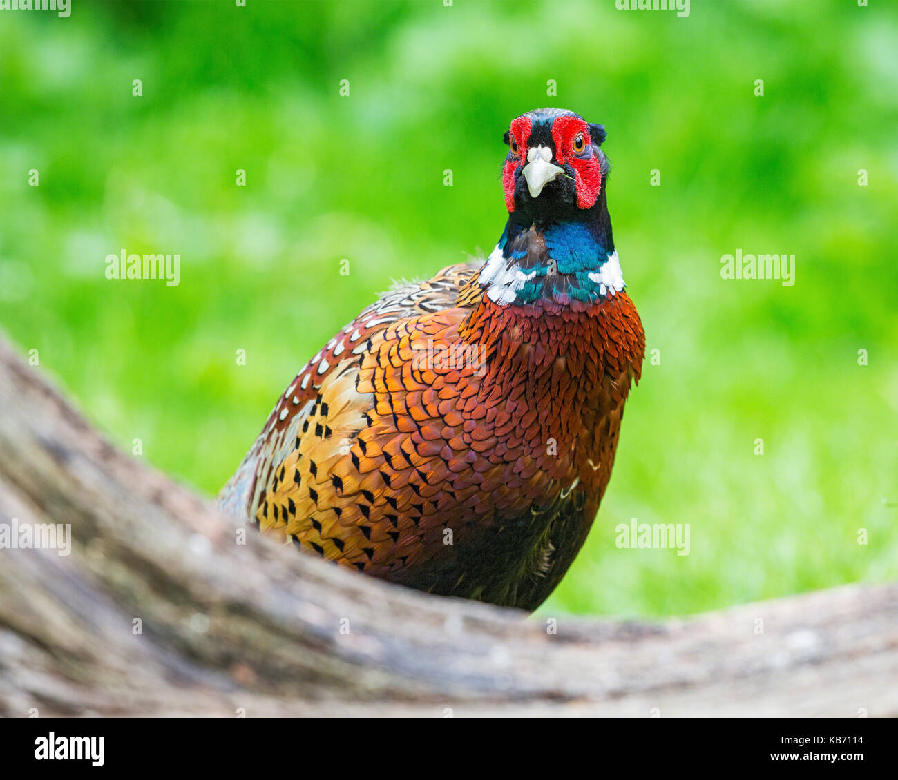 Adult male Common Pheasant (phasianus colchicus) looking over a fallen ...