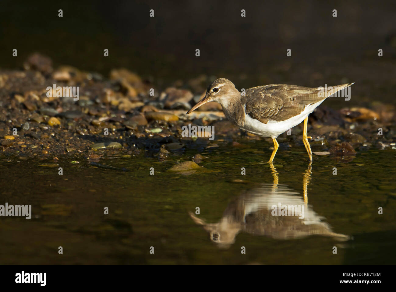 Spotted Sandpiper (Actitis macularia) foraging between stones in water ...