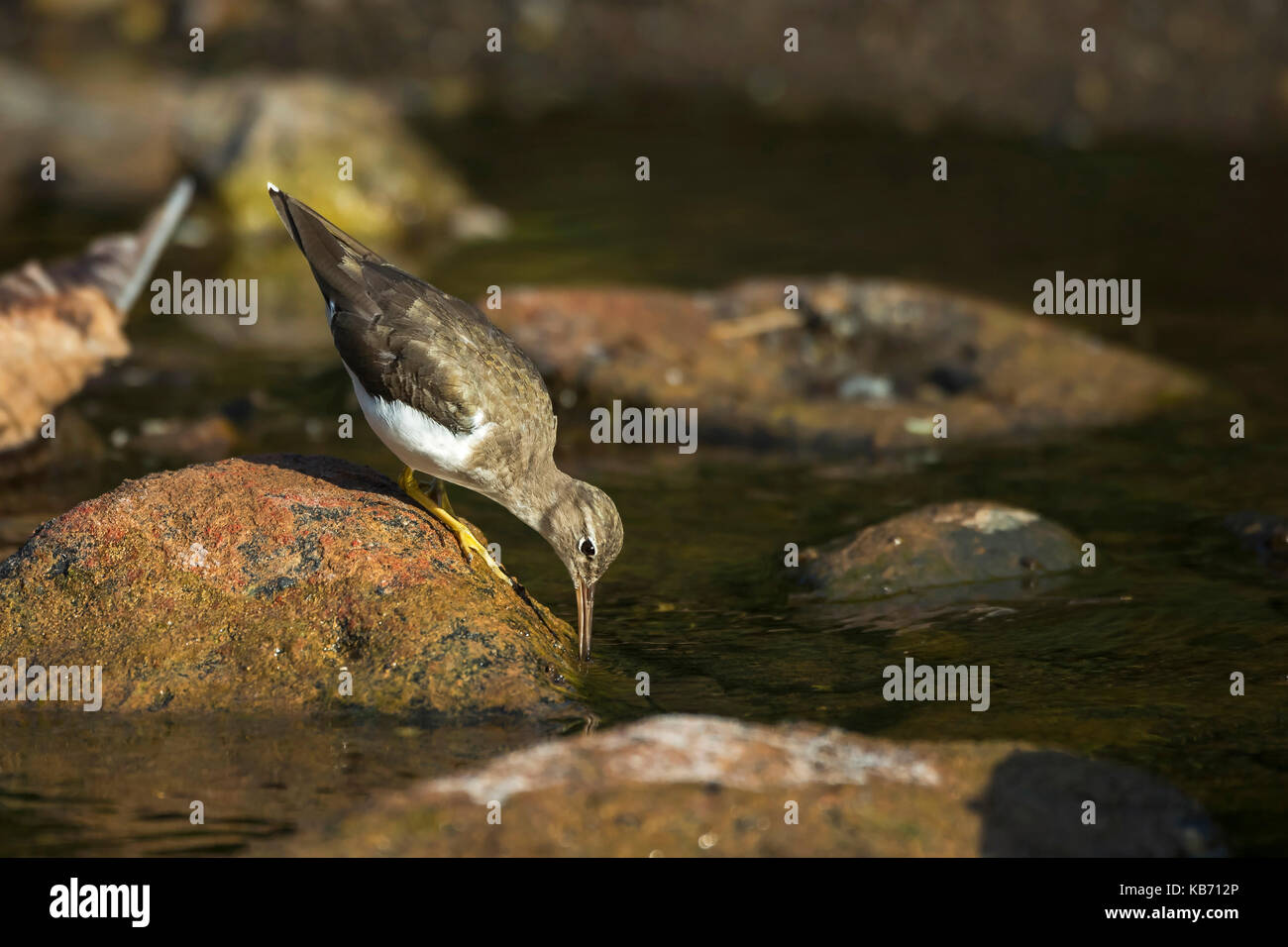 Spotted Sandpiper (Actitis macularia) at the river bank reaching to the ...