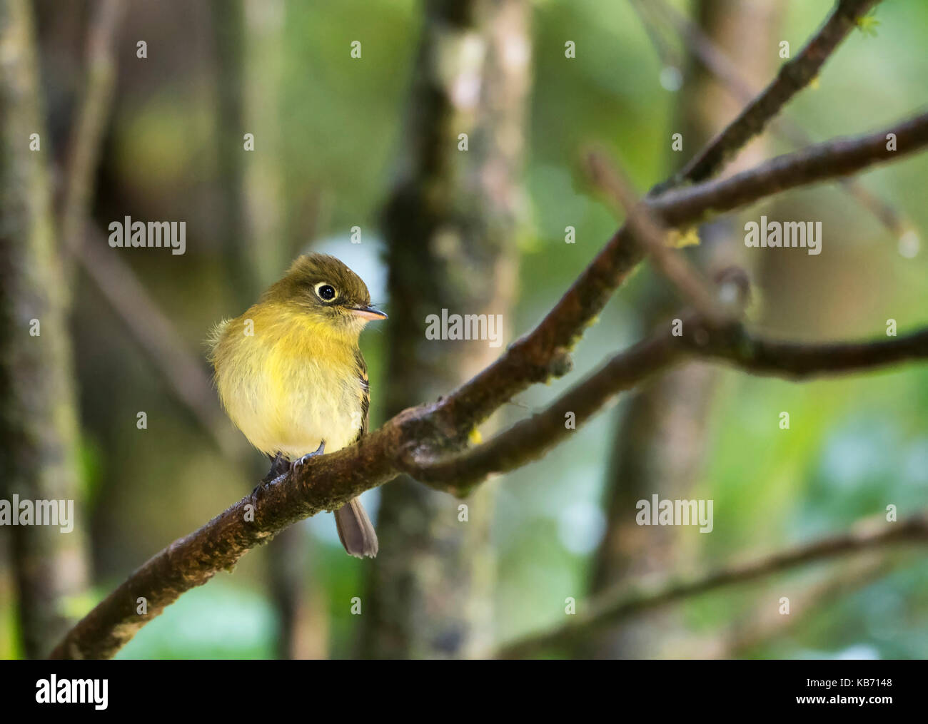 Yellowish Flycatcher (Empidonax flavescens) hunting from open perch in ...