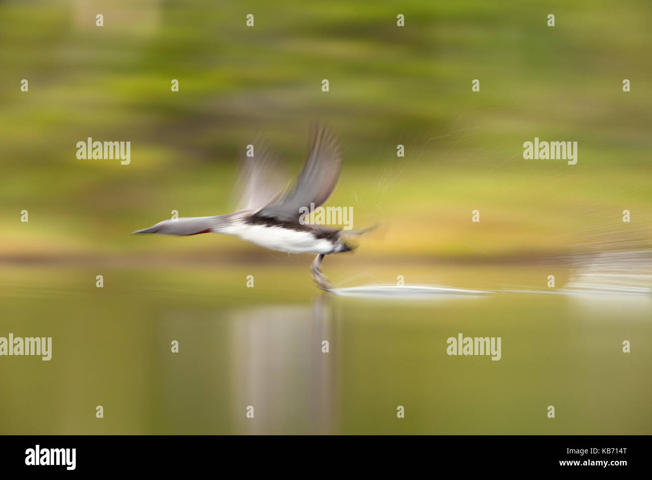 Red-throated Loon (Gavia stellata) taking off with slow shutterspeed ...