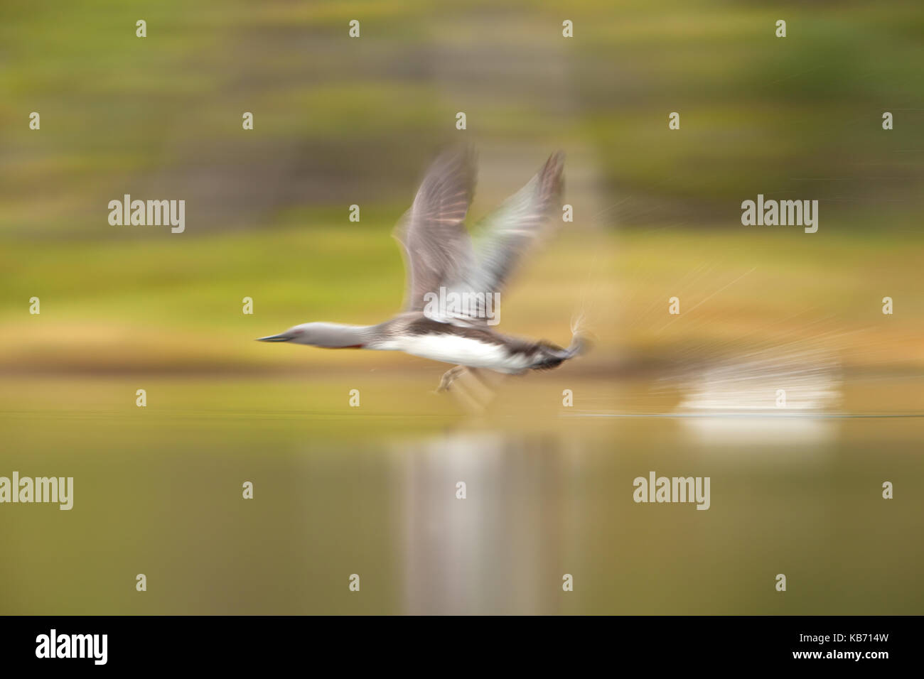 Red-throated Loon (Gavia stellata) taking off with slow shutterspeed ...