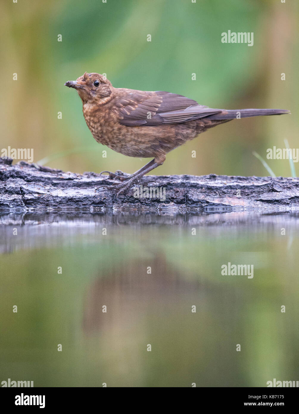Female Common Blackbird (Turdus merula) standing at the edge of a pool ...