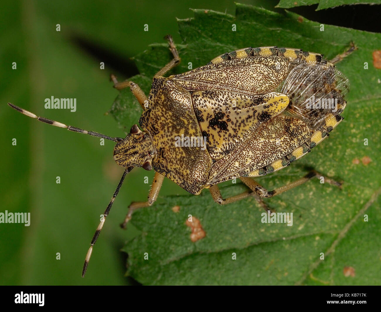 Mottled Shieldbug (Rhaphigaster nebulosa) walking on a leaf, France ...