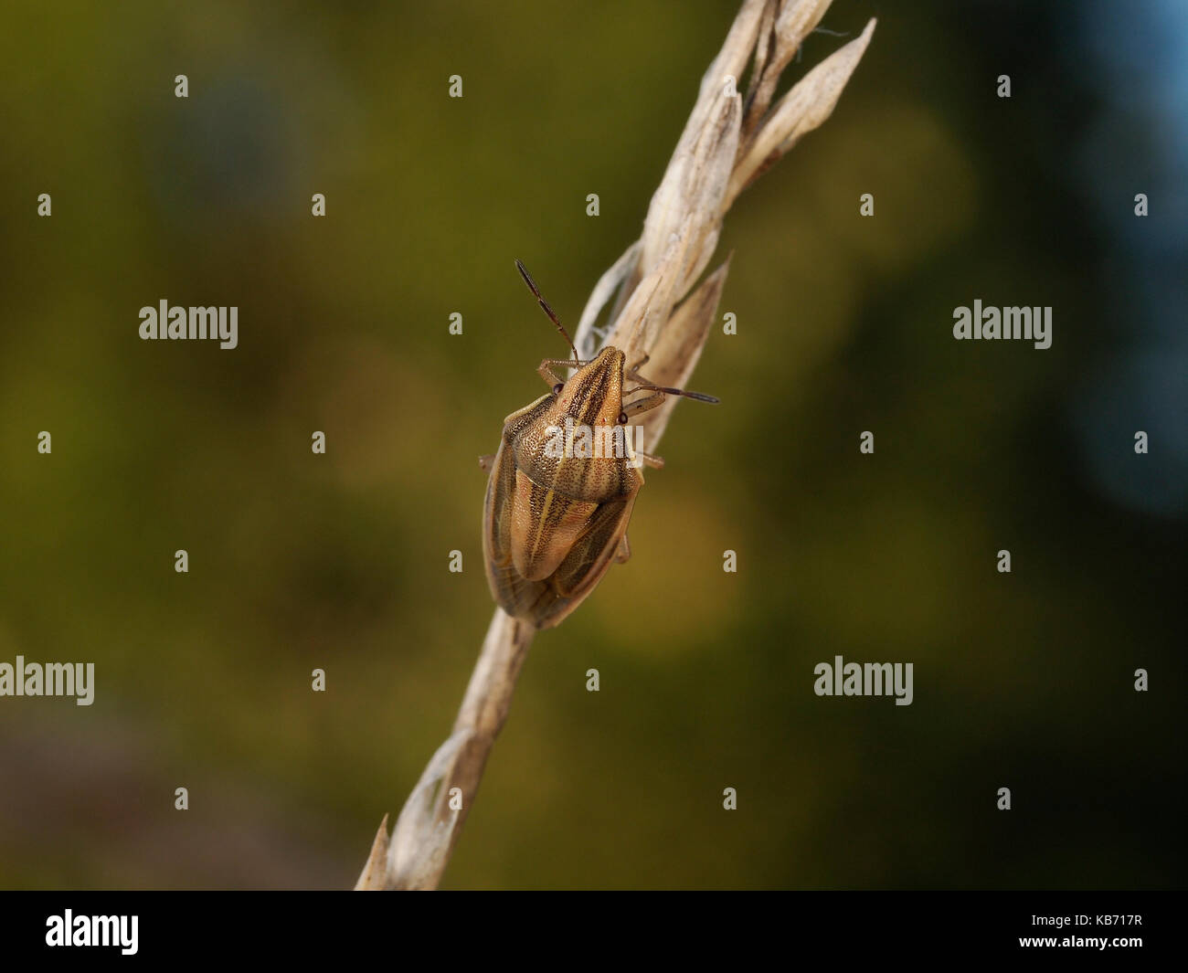 Bishop's mitre hi-res stock photography and images - Alamy