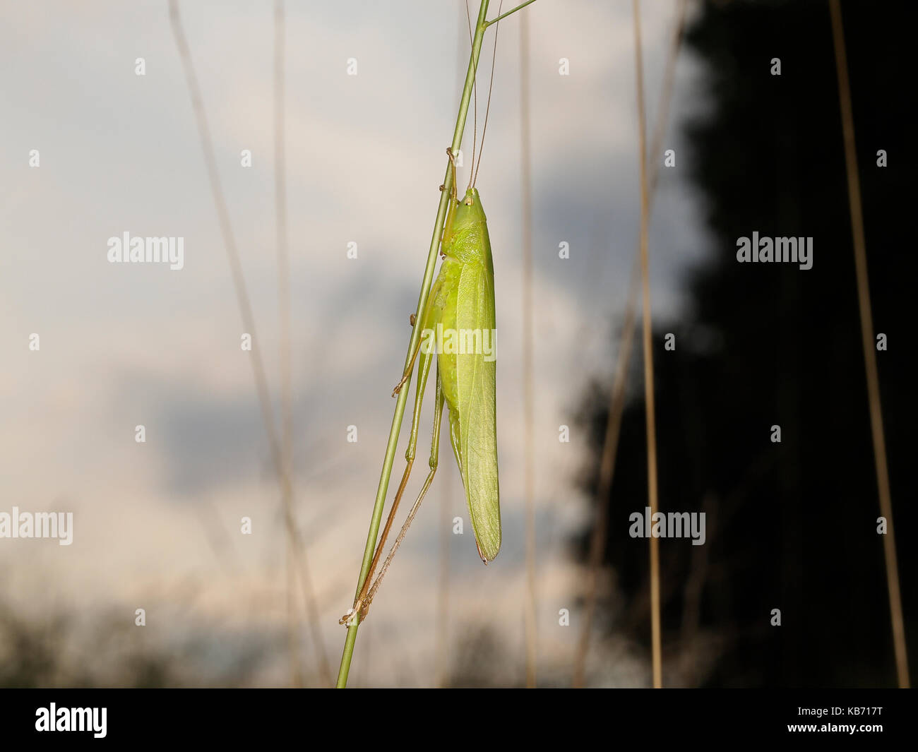 Large Conehead (Ruspolia nitidula) hanging in grass, France Stock Photo ...