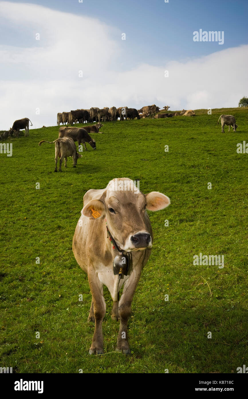 Cows in pasture, Taleggio valley, Lombardy, Italy Stock Photo - Alamy