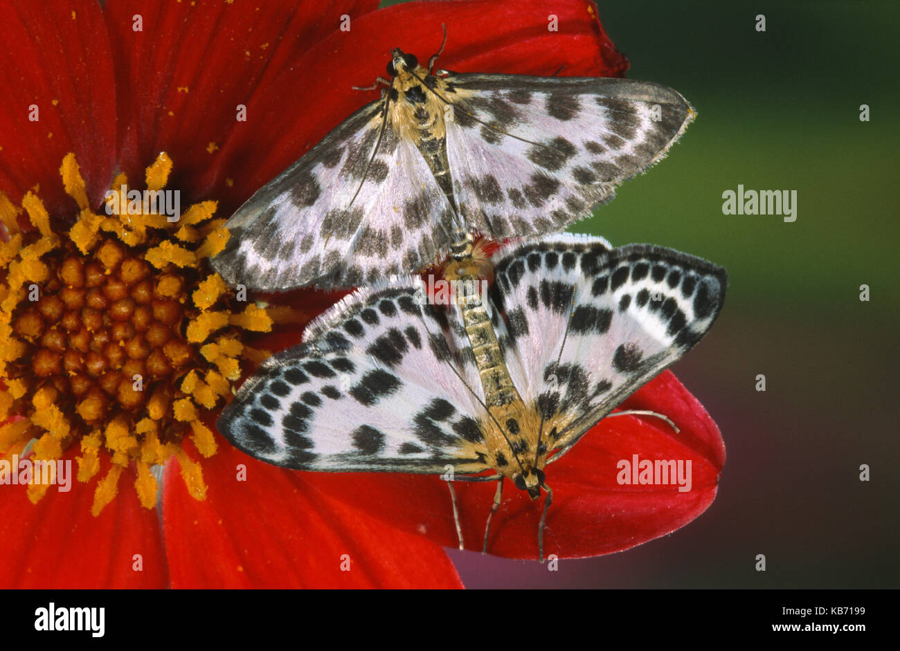 Magpie (Abraxas grossulariata) butterfly couple mating on top of a ...