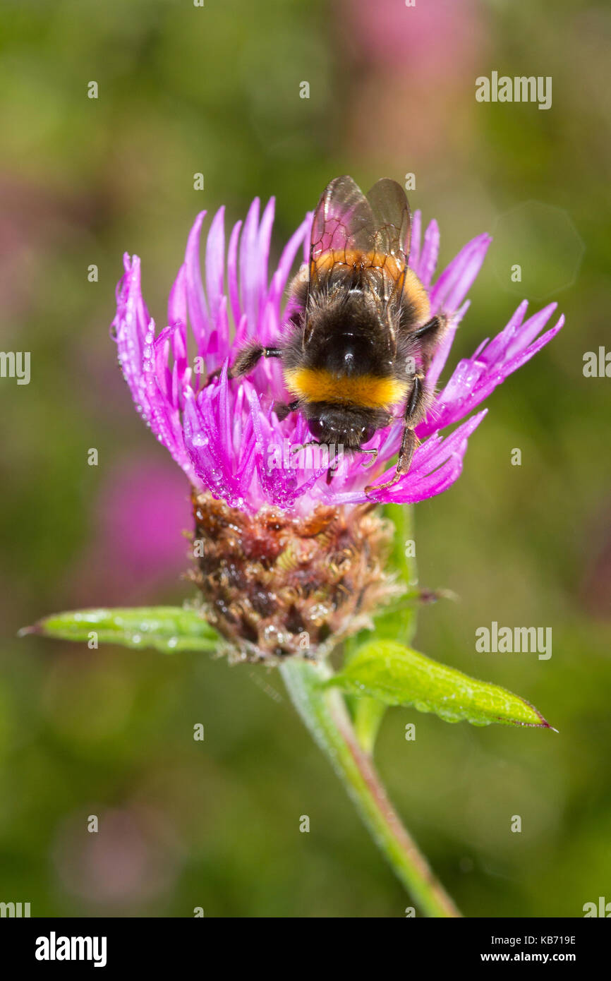 Buff-tailed Bumblebee (Bombus terrestris) extracting nectar from ...