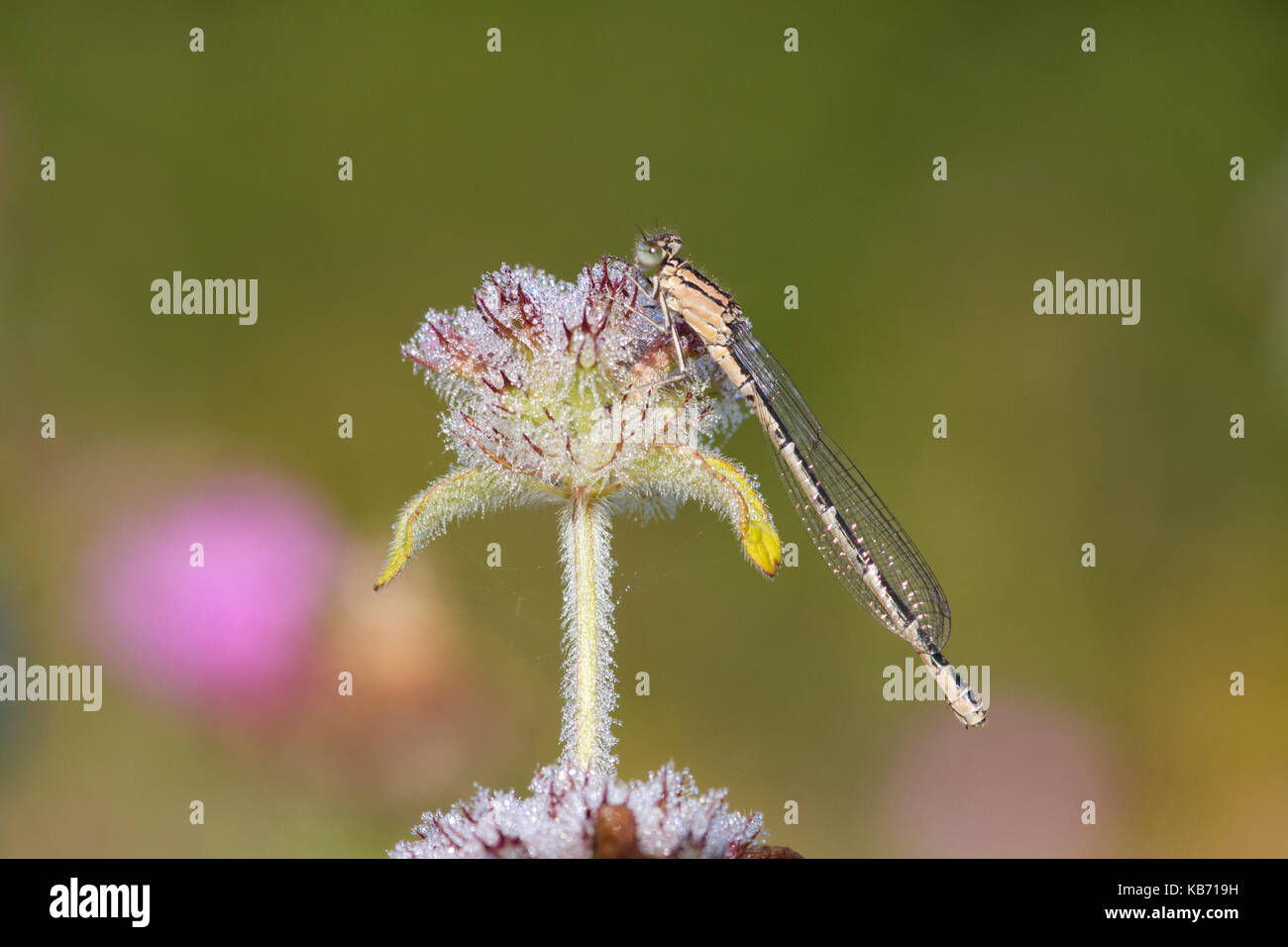 Azure Damselfly (Coenagrion puella) female warming up on a dew-covered ...