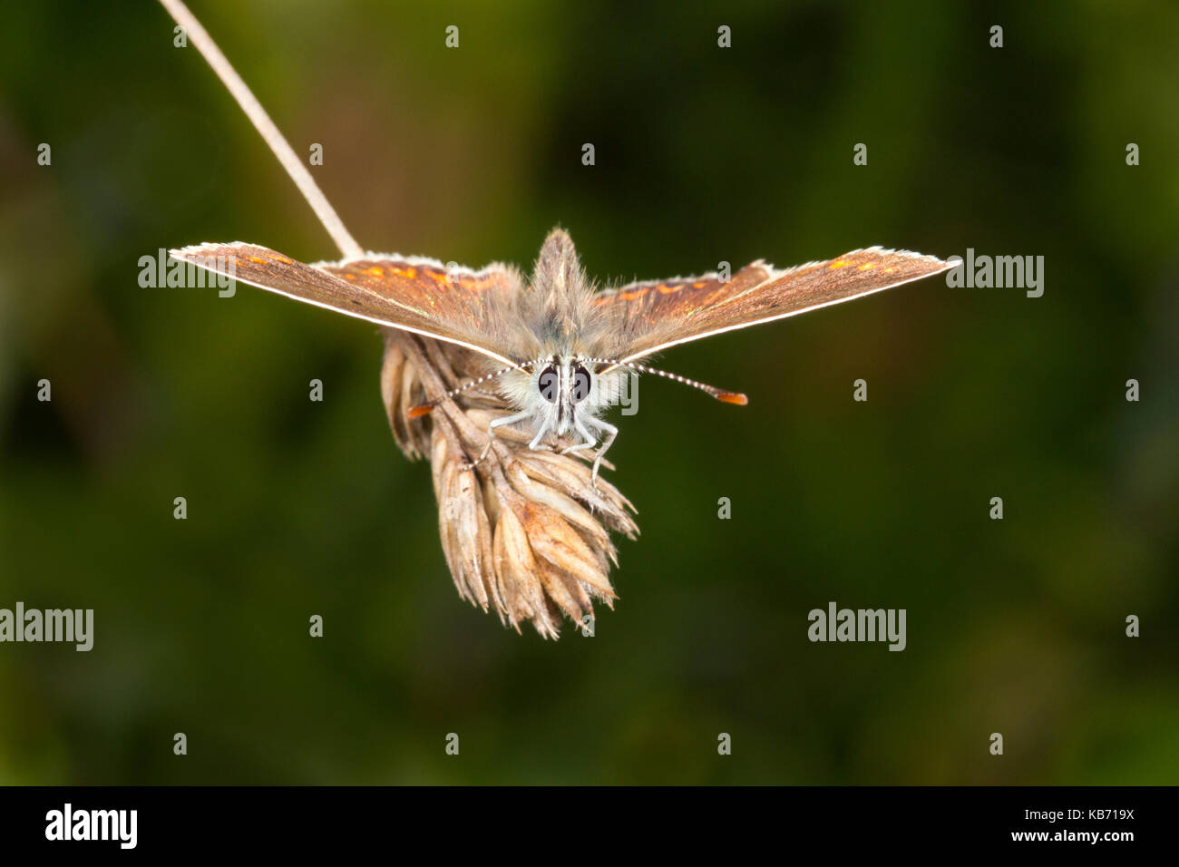 Front view of Common Blue butterfly female (Polyommatu icarus) warming ...