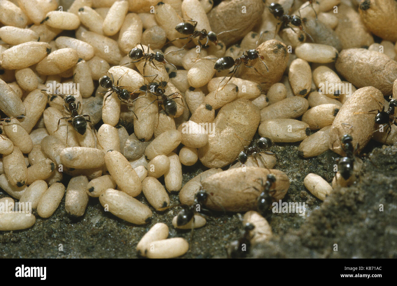 Black Garden Ant (Lasius niger) workers with eggs, Belgium Stock Photo ...