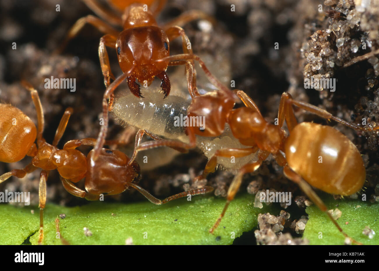 Yellow Meadow Ant