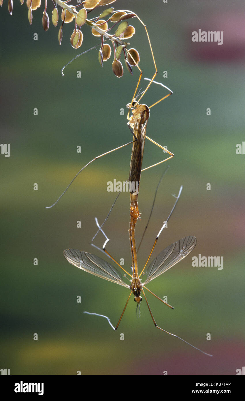 Crane Flies (Tipula sp.) couple mating, Belgium Stock Photo - Alamy