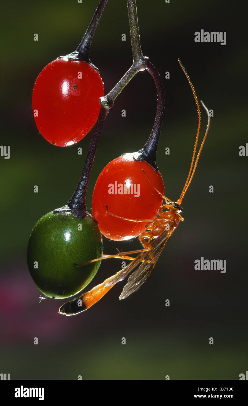 Wasp (Netelia testacea) resting on berries, Belgium Stock Photo - Alamy