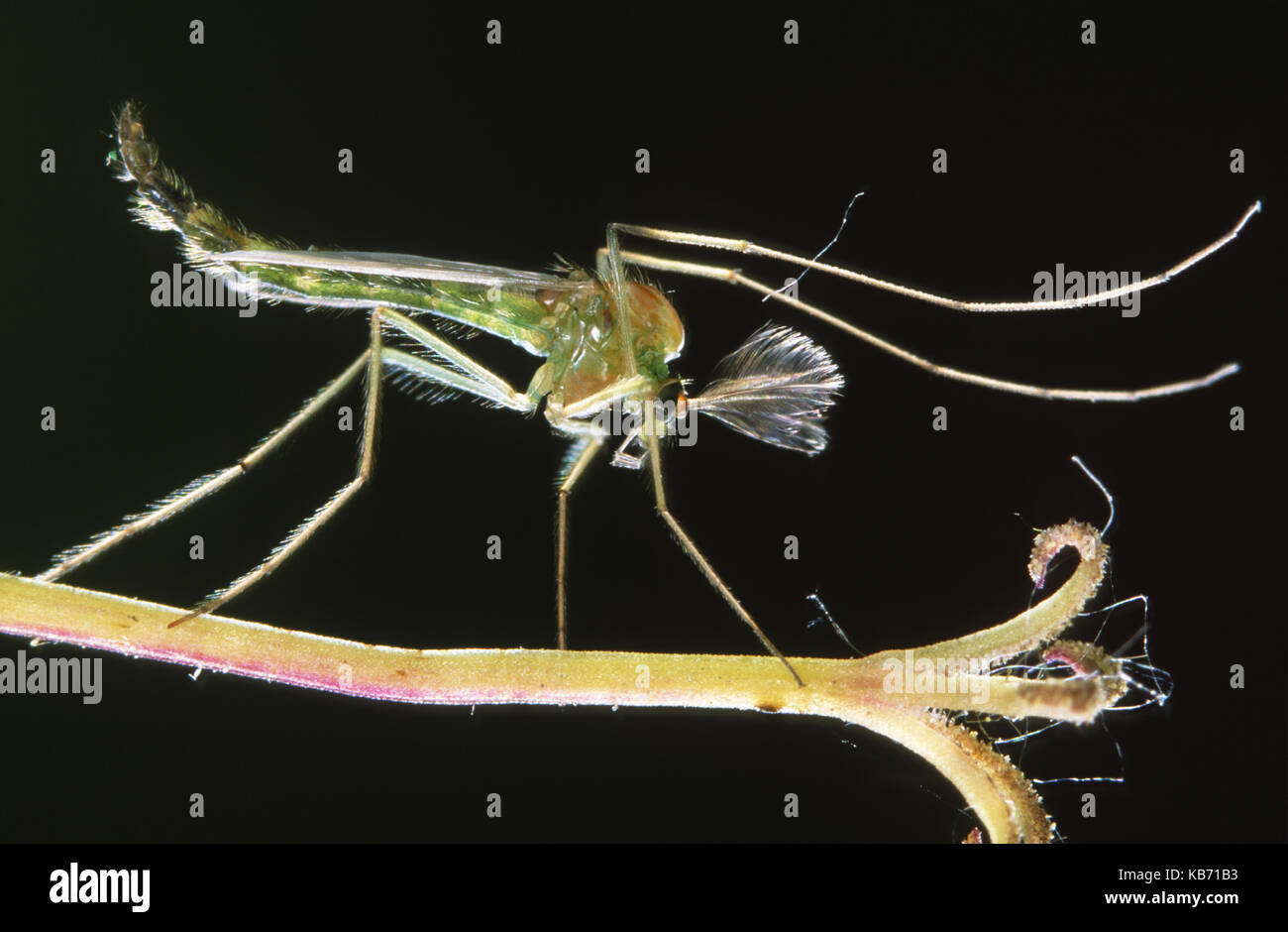 Chironomus sp hi-res stock photography and images - Alamy