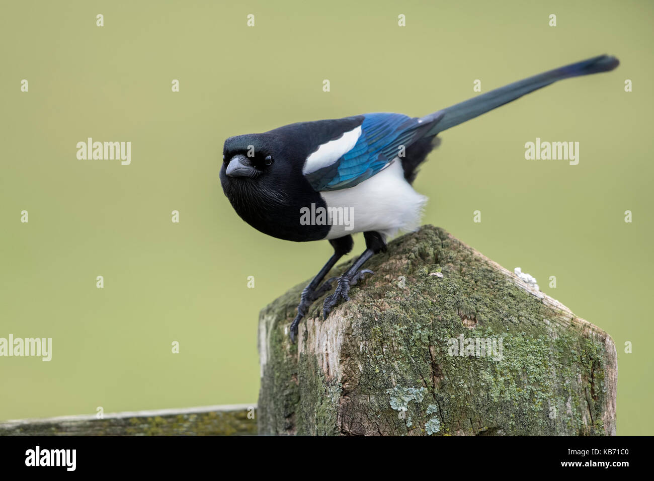 Eurasian Magpie (Pica pica) perched on pole in grassland ready to take ...