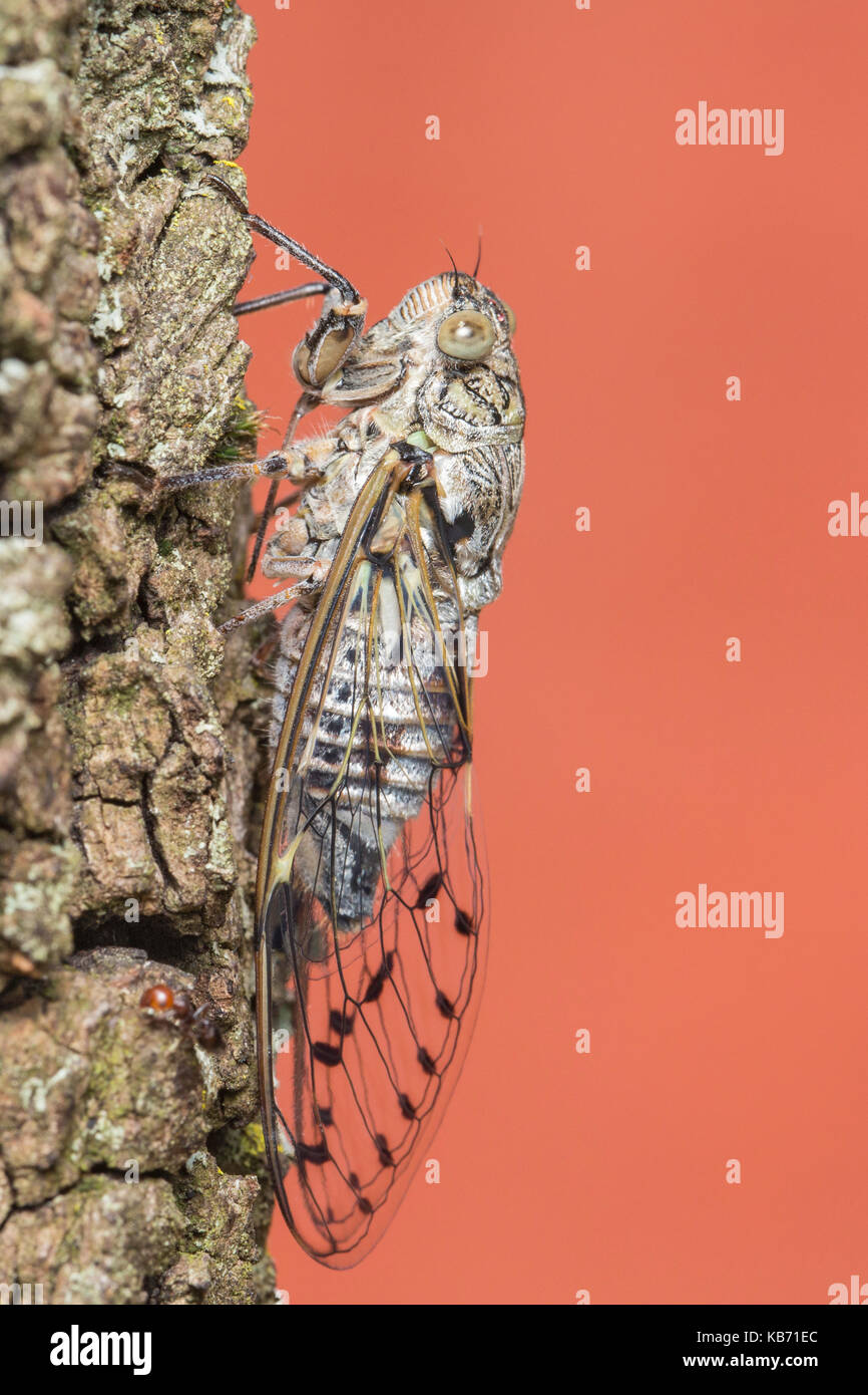 European Common Cicada (Lyristes plebejus) climbing a tree with red ...