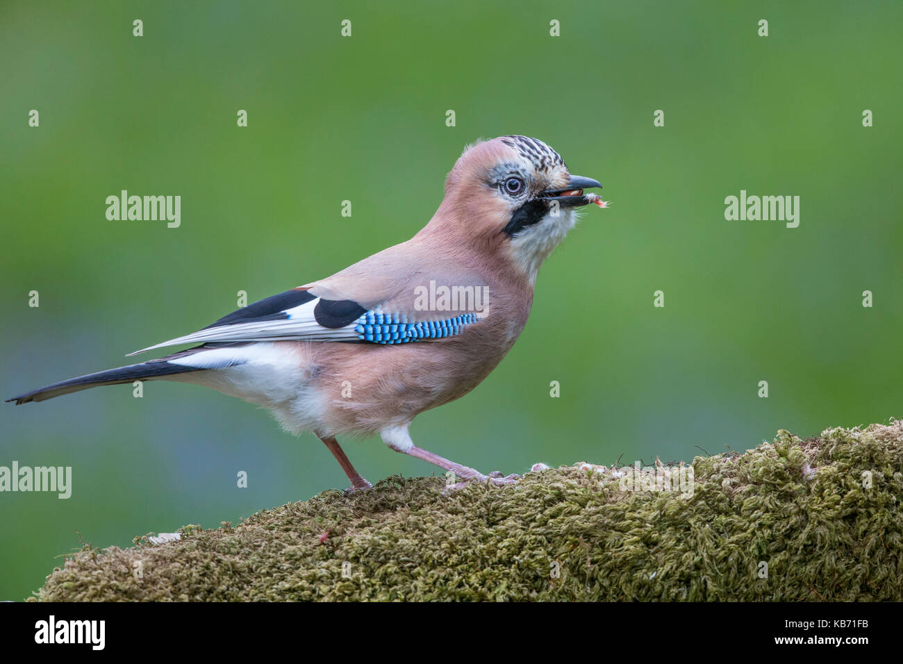 Eurasian Jay (Garrulus glandarius) eating nuts on a mossy branch ...