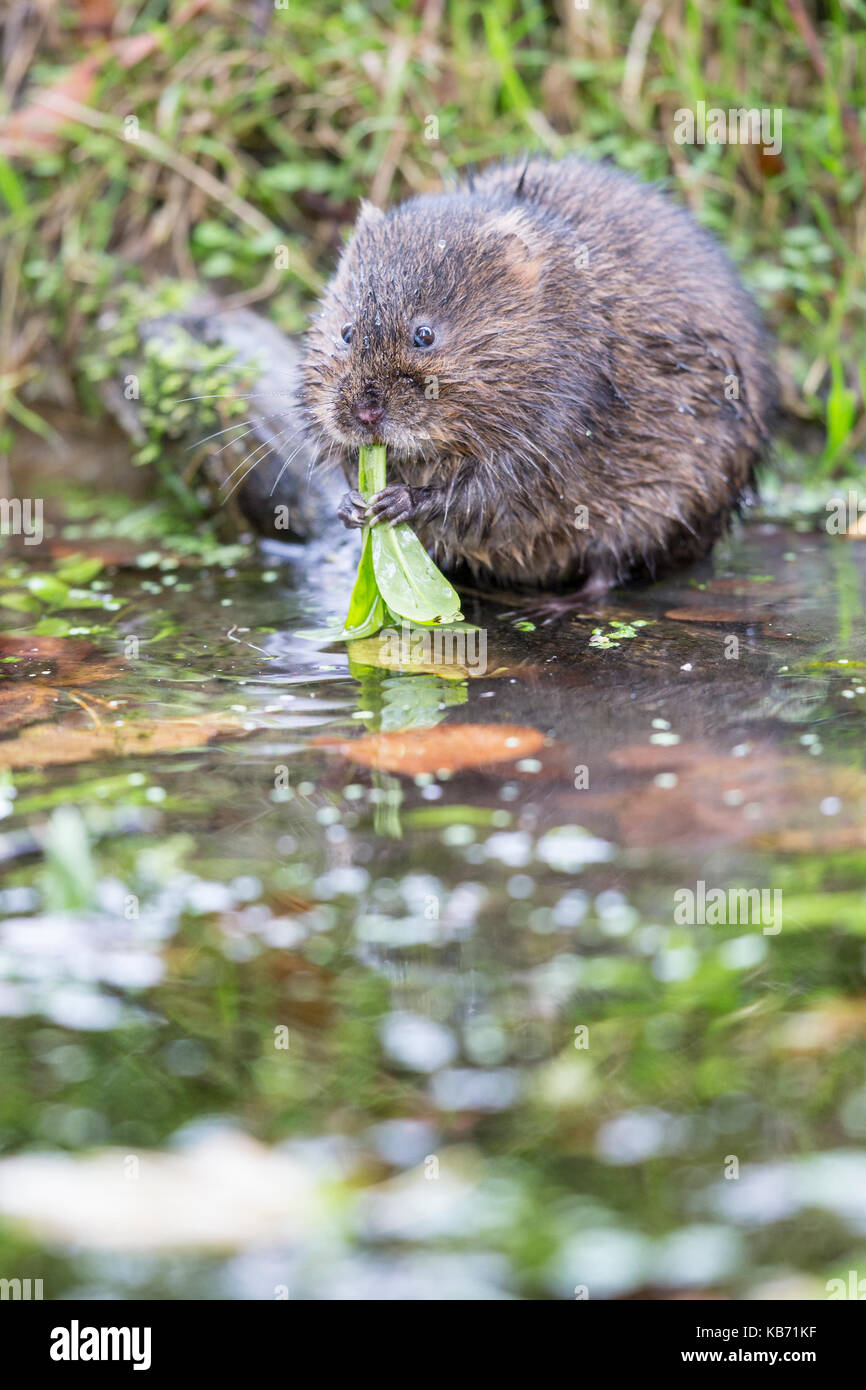Eurasian Water Vole (Arvicola amphibius) feeding in a stream, England ...