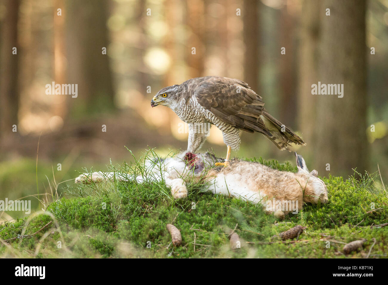 (Northern Goshawk (Accipiter gentilis) feeding on a European Brown Hare ...