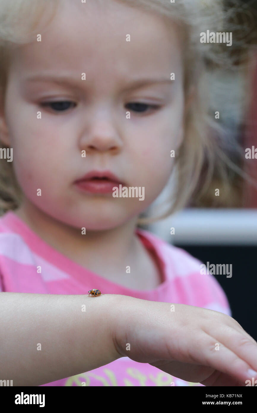 Little girl looking at Seven-spot Ladybug (Coccinella septempunctata ...