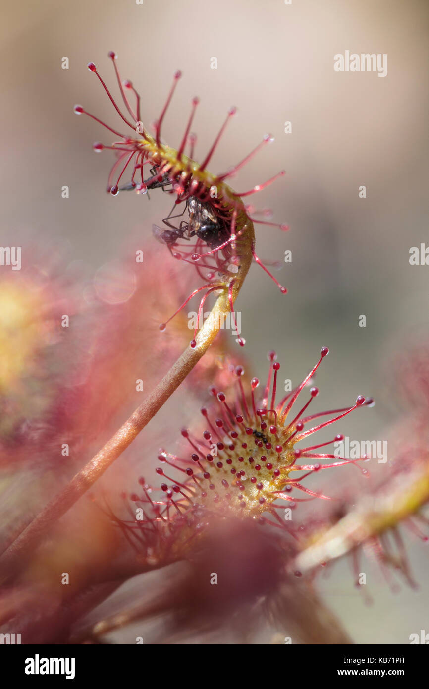 Leaf blades hi-res stock photography and images - Alamy