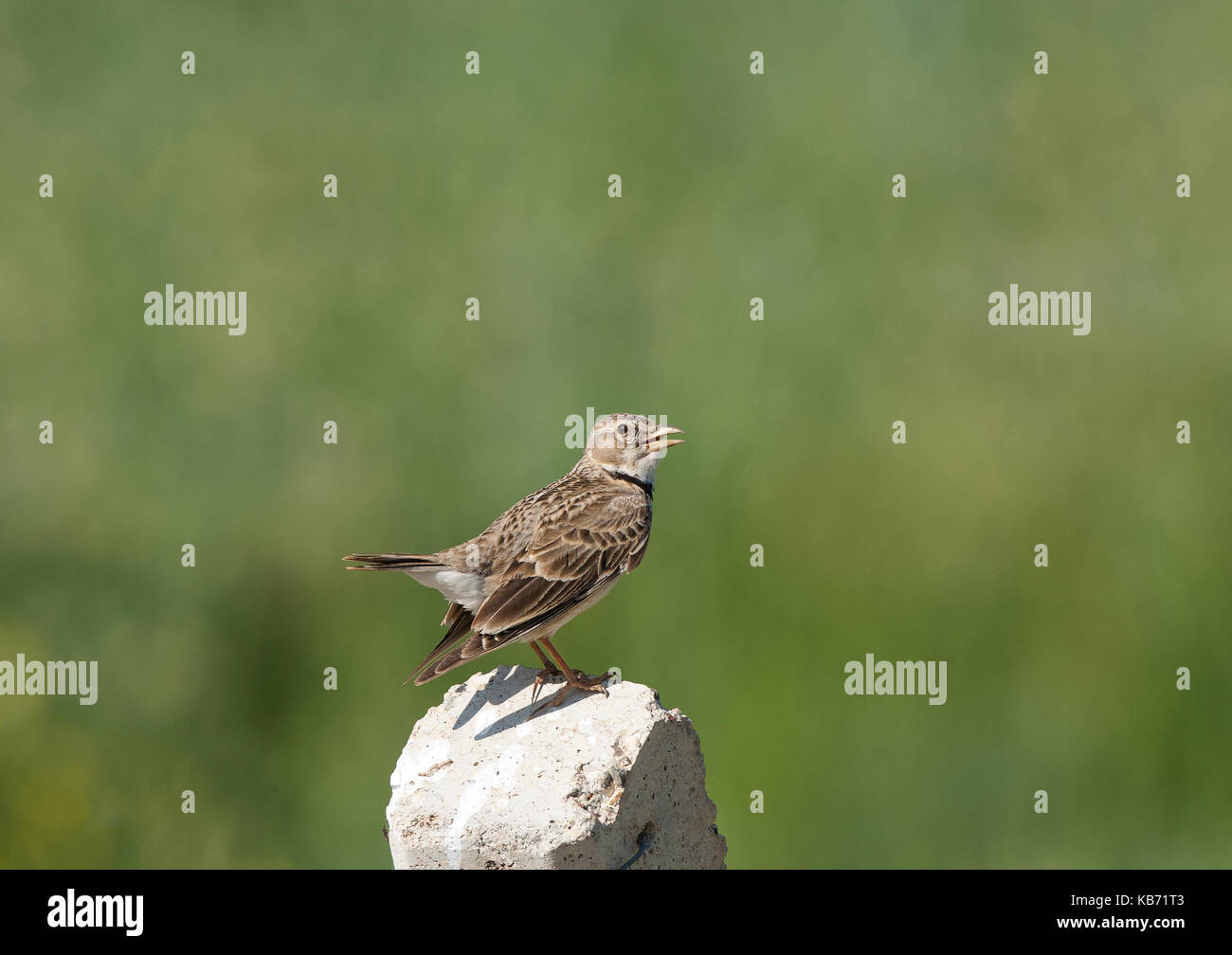 Calandra lark Melanocorypha calandra perched Stock Photo - Alamy
