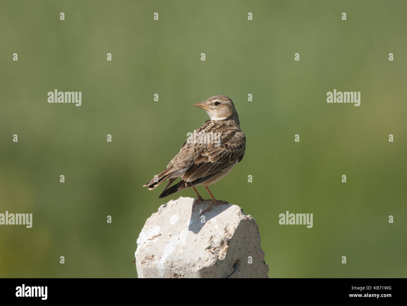 Calandra lark Melanocorypha calandra perched Stock Photo - Alamy